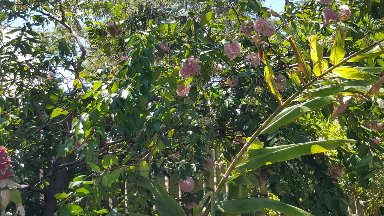 Syzygium Cascade Powder-Puff Lilly Pilly