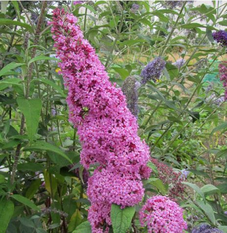 Butterfly Bush Buddleia davidii "Pink Delight"