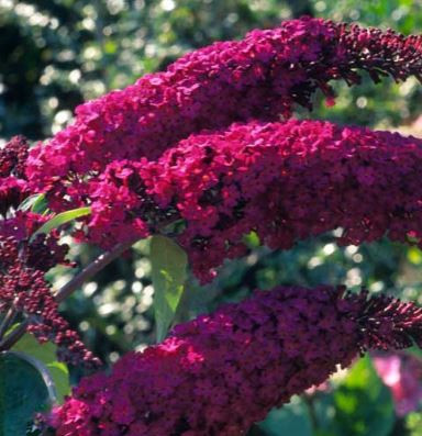 Butterfly Bush Buddleia davidii "Royal Red"