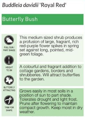 Butterfly Bush Buddleia davidii "Royal Red"