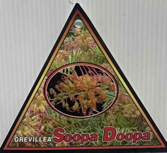 Grevillea Soopa Doopa NATIVE