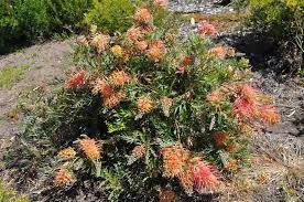 Grevillea Loopy Lou NATIVE