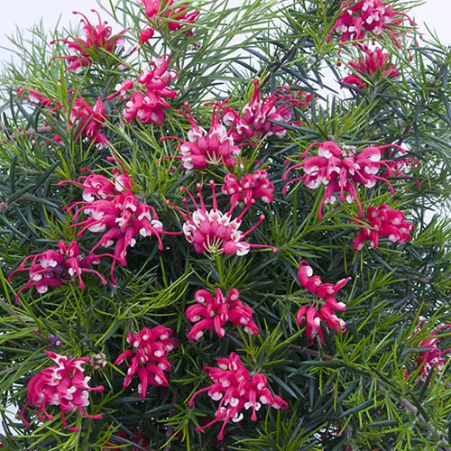 Grevillea Canberra Gem