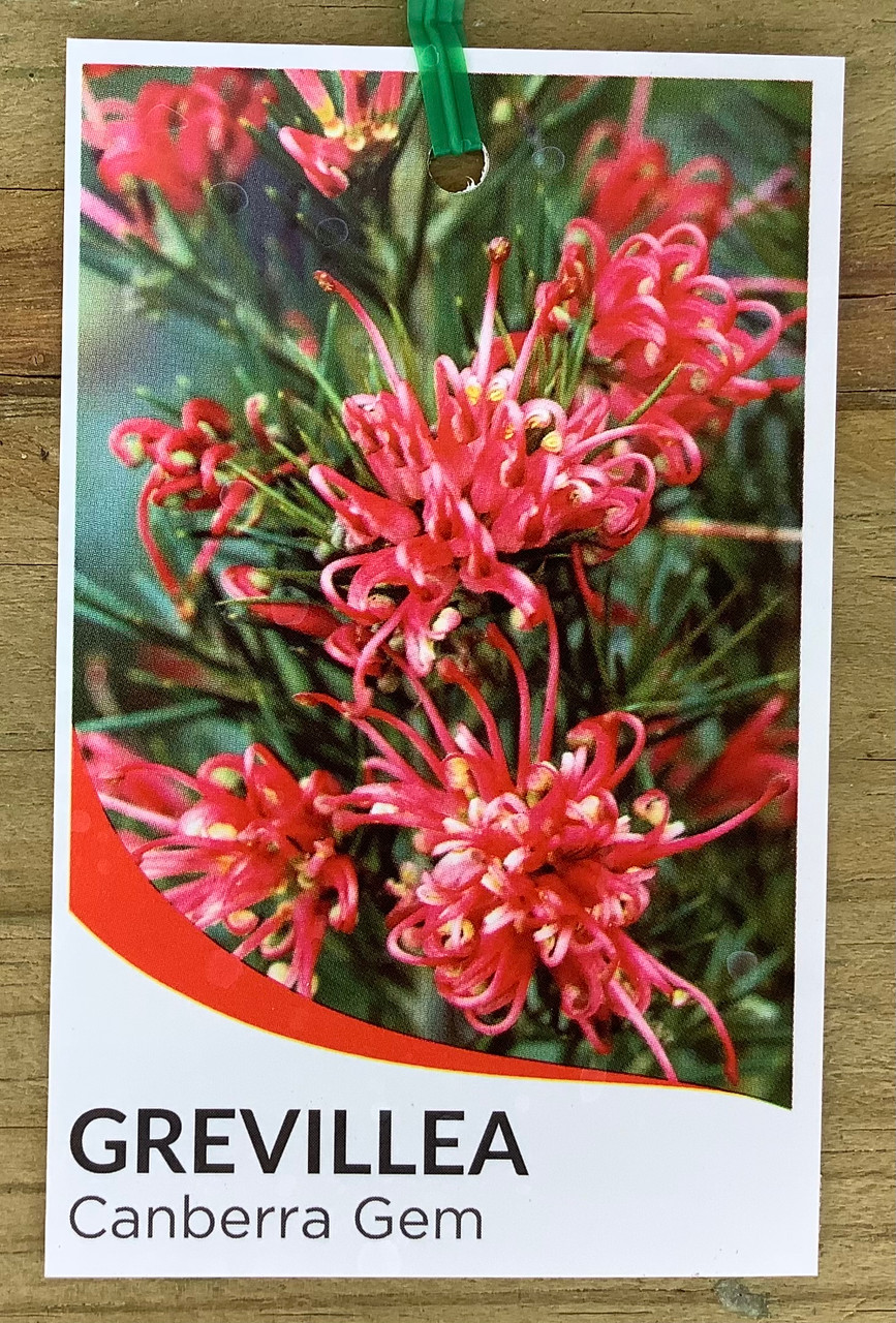 Grevillea Canberra Gem