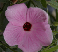 Hibiscus Aussie Pink NATIVE