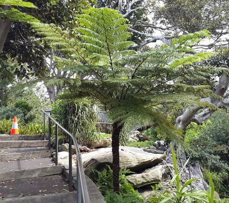 Australian Tree Fern Cyathea Cooperi