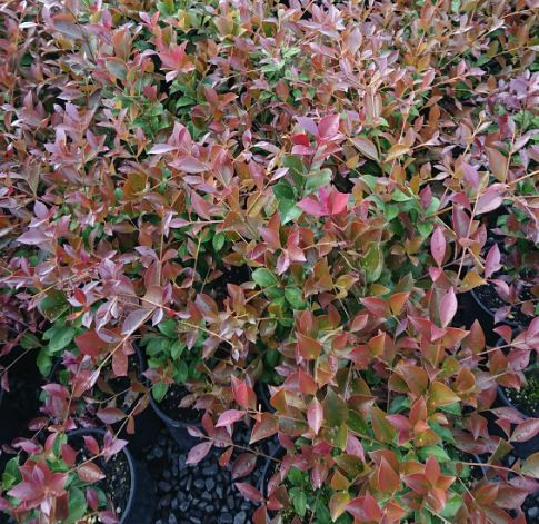 Purple Rain Acmena Smithii NATIVE