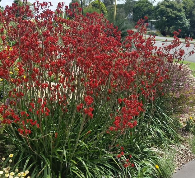 Kangaroo Paw Landscape Scarlet Anigozanthos NATIVE