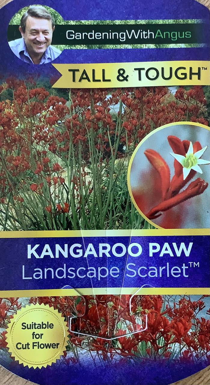 Kangaroo Paw Landscape Scarlet Anigozanthos NATIVE