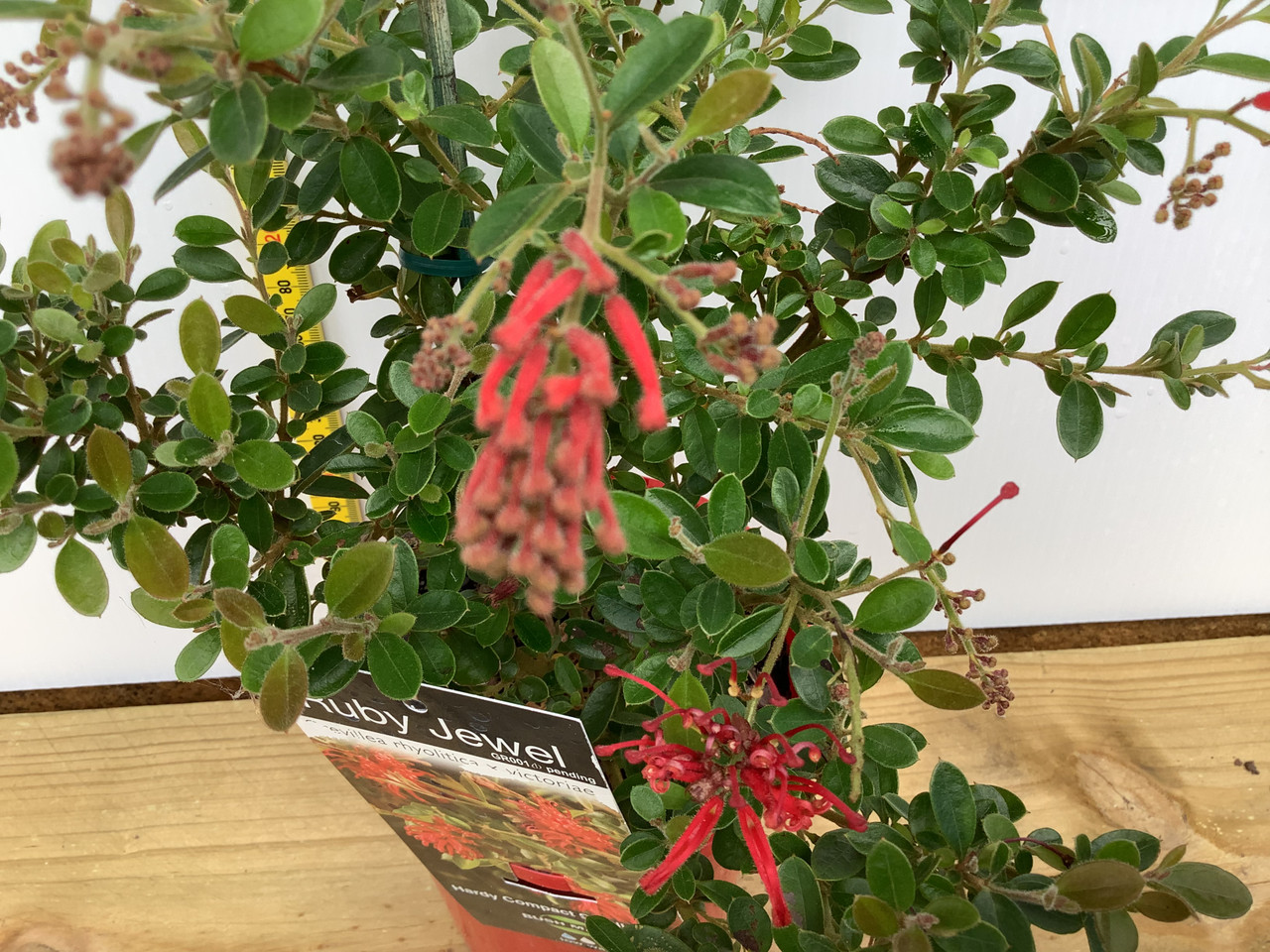 Grevillea Ruby Jewel NATIVE