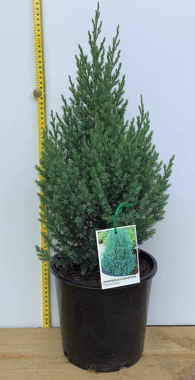 Juniperus Chinensis Pyramidalis