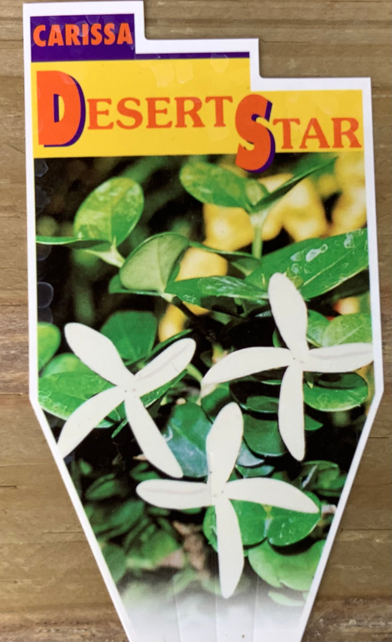Carissa Desert Star