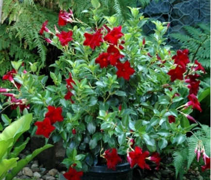 Mandevilla Aloha Dark Red