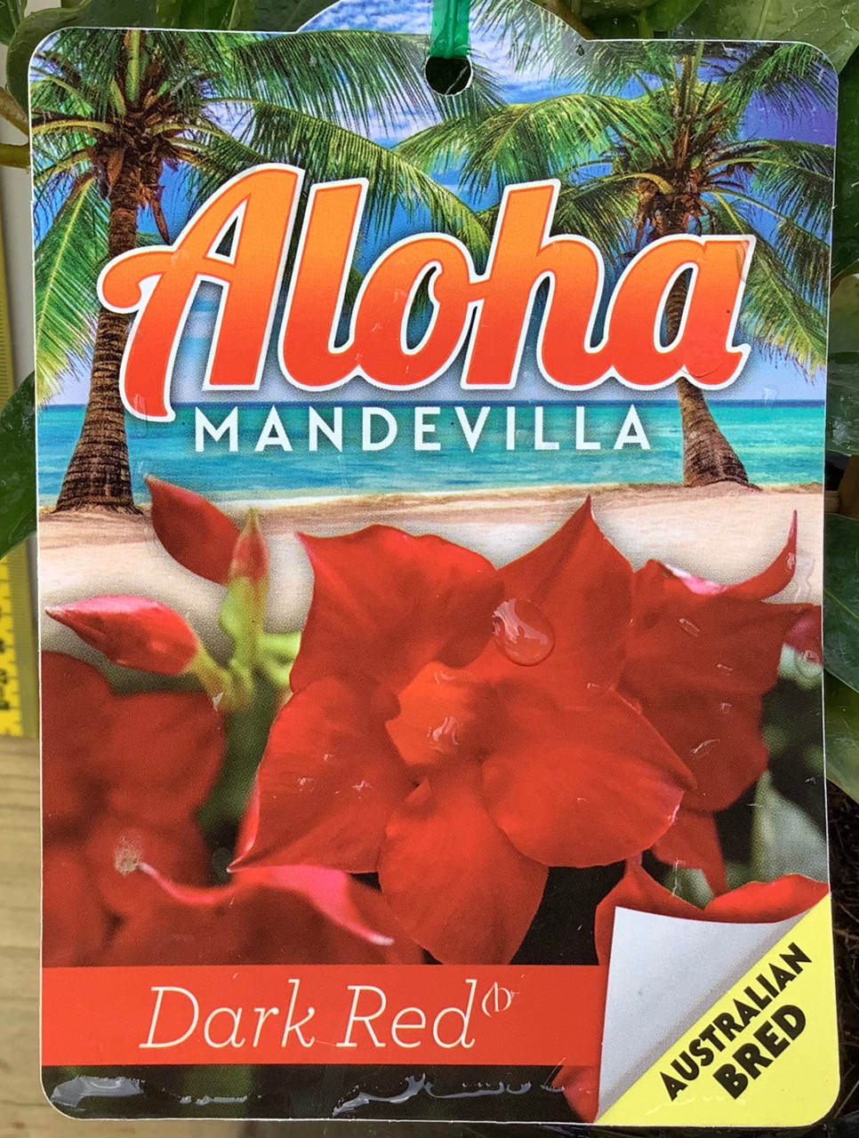 Mandevilla Aloha Dark Red