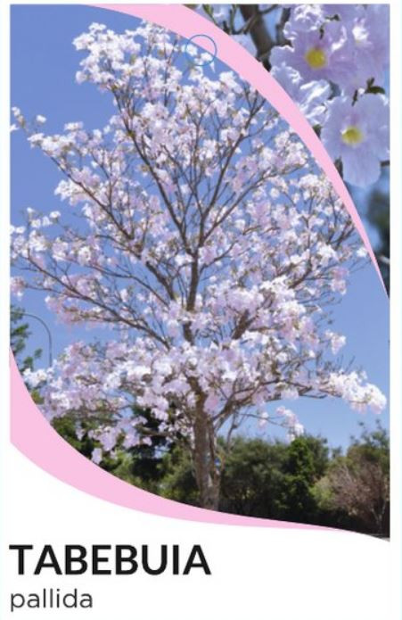 Cuban Pink Trumpet Tree Tabebuia pallida
