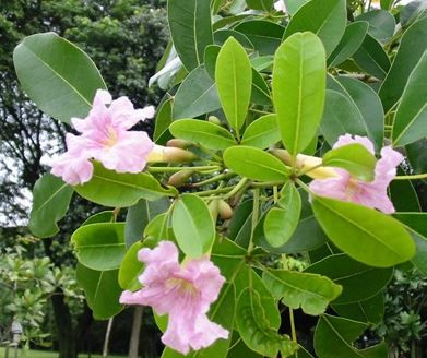 Cuban Pink Trumpet Tree Tabebuia pallida