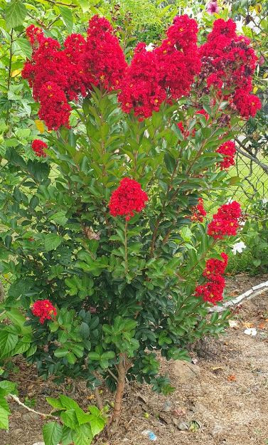 Crepe Myrtle Lagerstroemia Enduring Summer Red