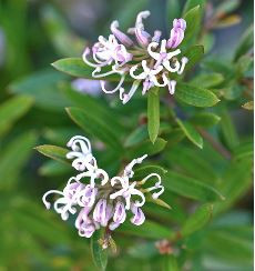 Grevillea Pink Midget Native