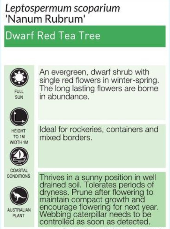 Dwarf Red Tea Tree Leptospermum Nanum Rubrum NATIVE