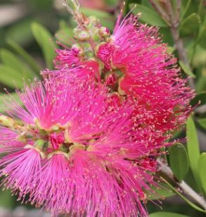Callistemon “Fluro Burst” NATIVE