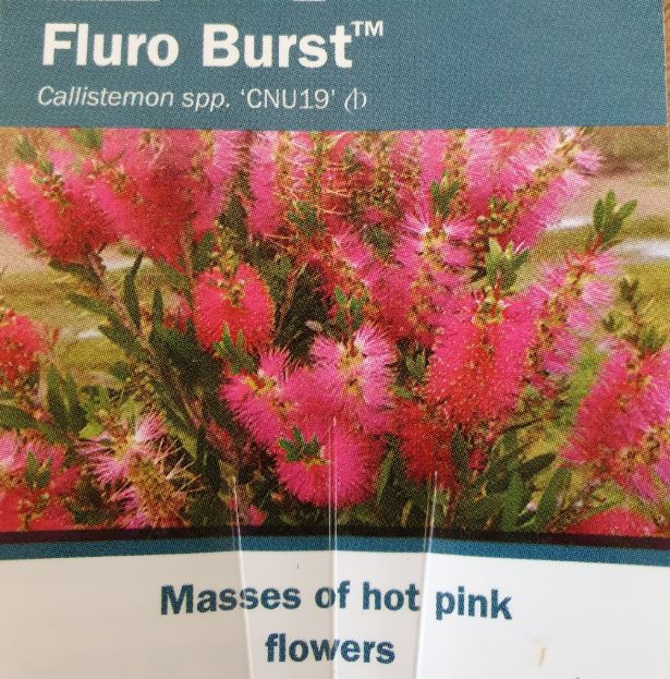 Callistemon “Fluro Burst” NATIVE