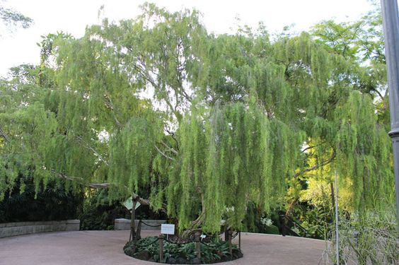 Leptospermum brachyandrum Silver Weeping Tea Tree