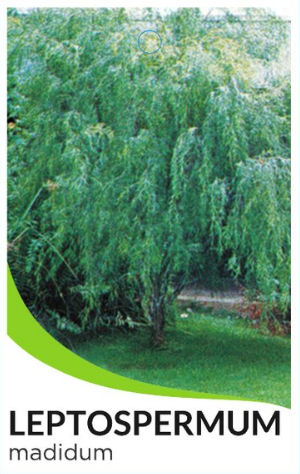 Weeping Tea Tree Leptospermum madidum NATIVE