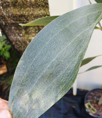 Velvet Leaf Wattle Acacia holosericea NATIVE
