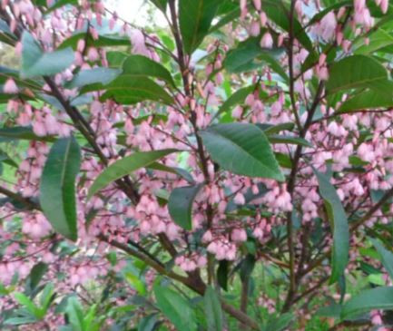Dark Pink Elly Blueberry Ash Elaeocarpus NATIVE