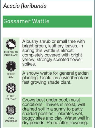 Gossamer Wattle Acacia floribunda NATIVE