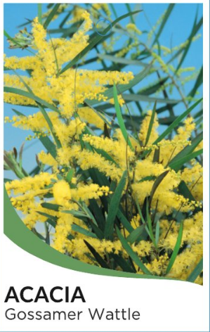 Gossamer Wattle Acacia floribunda NATIVE