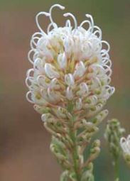 Spindly Grevillea Grevillea endlicheriana NATIVE