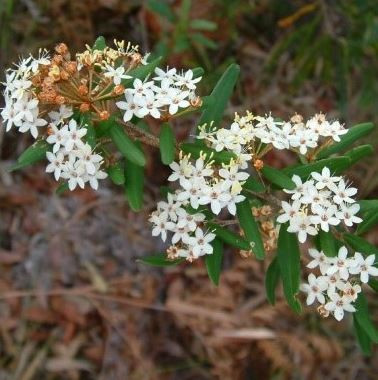Phebalium woombye prostrate form