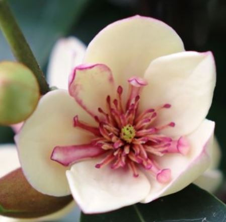 Magnolia Princess Little Sarah