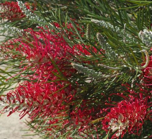 Grevillea Raspberry Dreams NATIVE