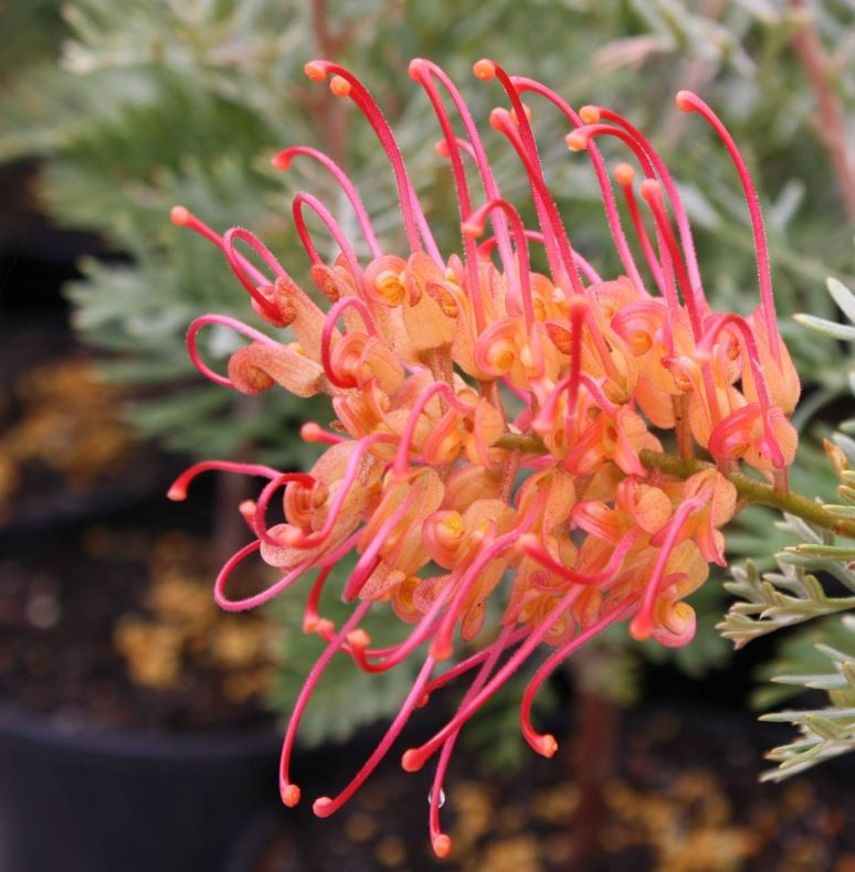 Grevillea Soopa Doopa NATIVE