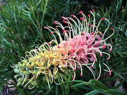 Grevillea Loopy Lou NATIVE