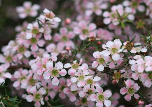 Leptospermum Pink Cascade Prostrate NATIVE
