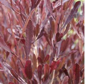 Purple Hop Bush Dodonaea viscosa purpurea
