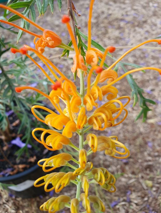 Grevillea Tangerine Squeeze GRAFTED NATIVE