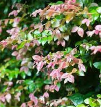 Lulu Lilly Pilly Syzygium luehmannii NATIVE