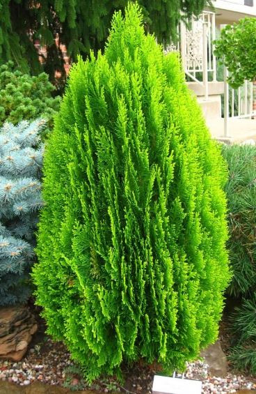 Conifer thuja morgan