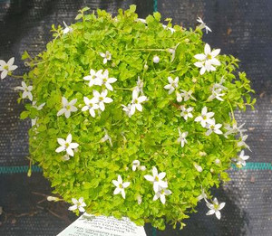 Princess Fancy-Plants