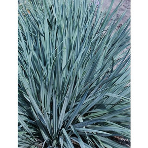 Grasses and Strappy Plants Products - Princess Fancy-Plants