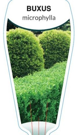 Dwarf Japanese Box Buxus microphylla var microphylla