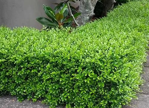 Dwarf Japanese Box Buxus microphylla var microphylla