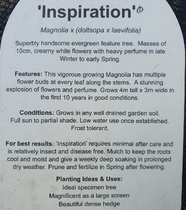 Magnolia Inspiration