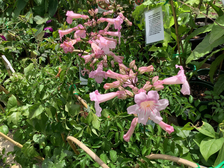 Pink Tecoma, Pink Bignonia, Pink Trumpet Vine