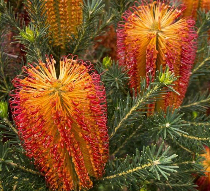 Banksia ericifolia “Red Rover” NATIVE