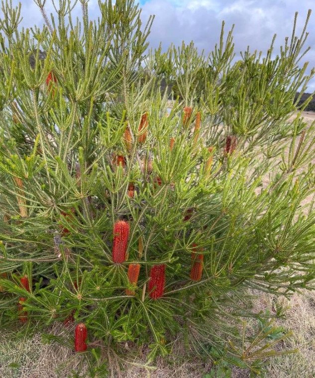 Banksia ericifolia “Red Rover” NATIVE